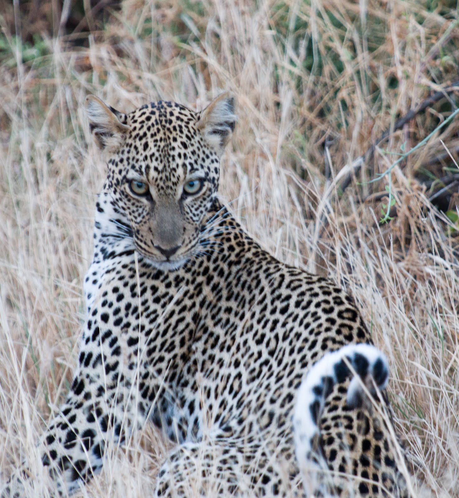 benji of arabia: Hakuna Matata... Kenya...