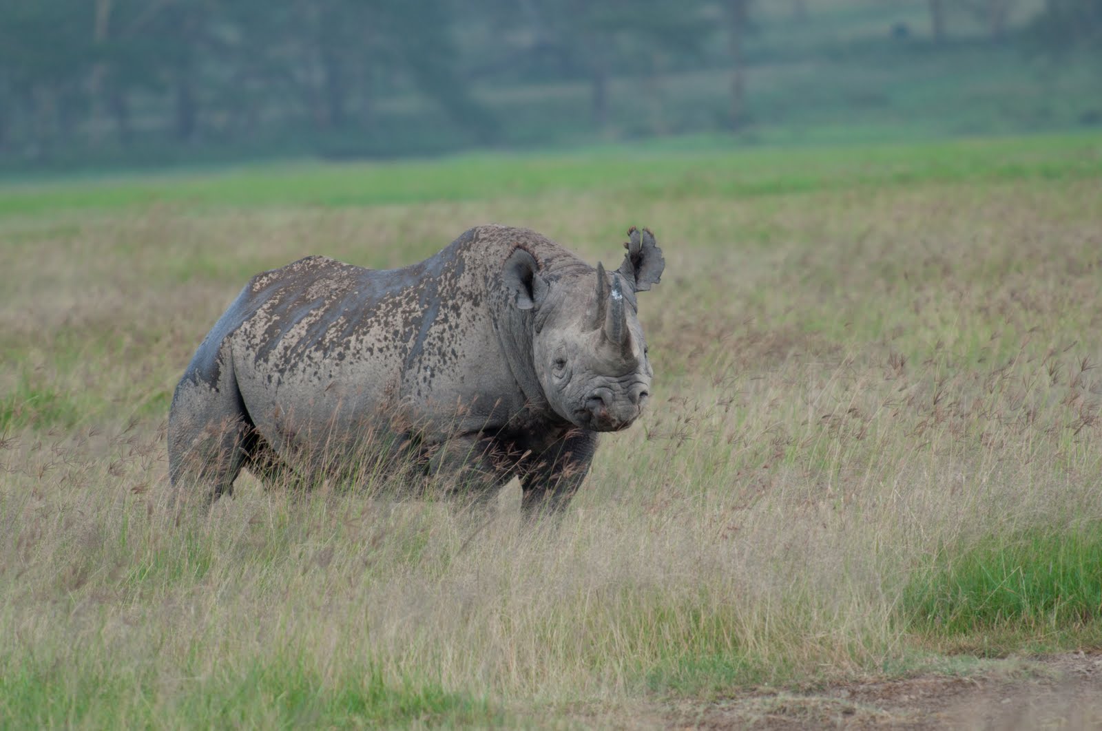 benji of arabia: Hakuna Matata... Kenya...