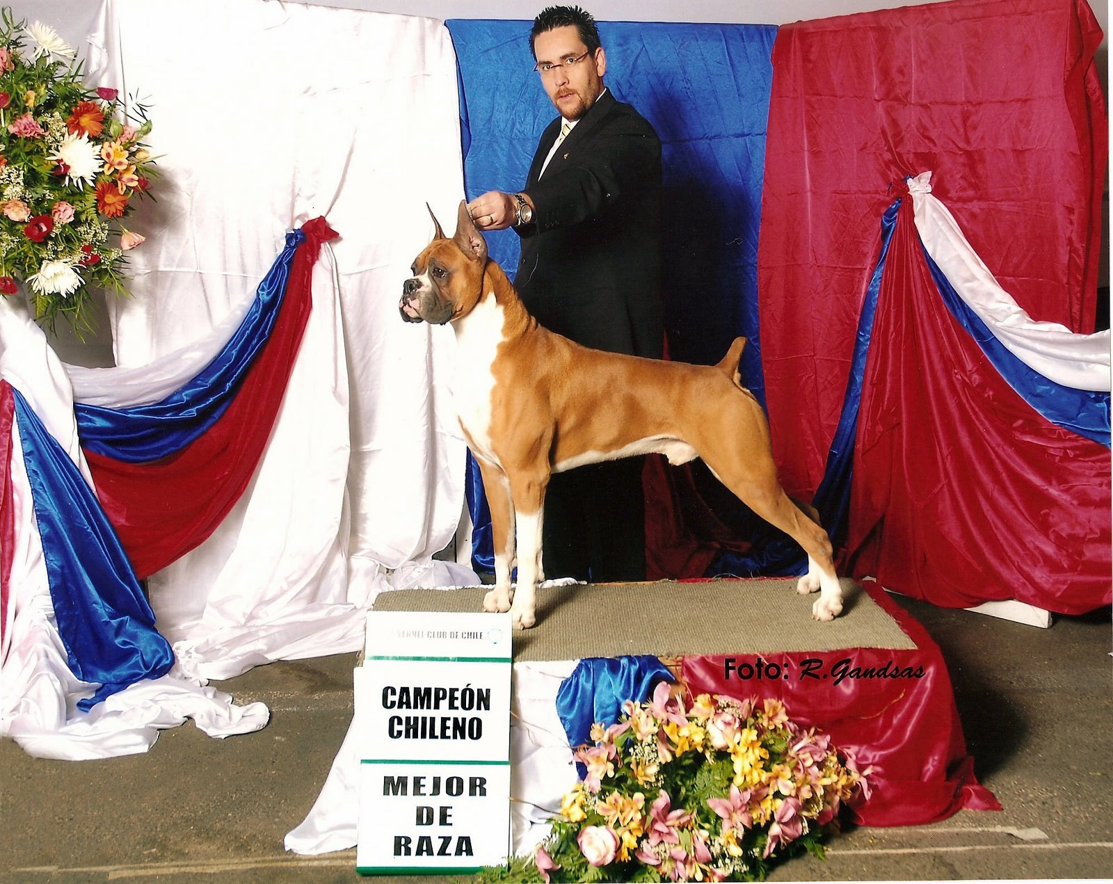 Summa Boxer: Campeón Chileno