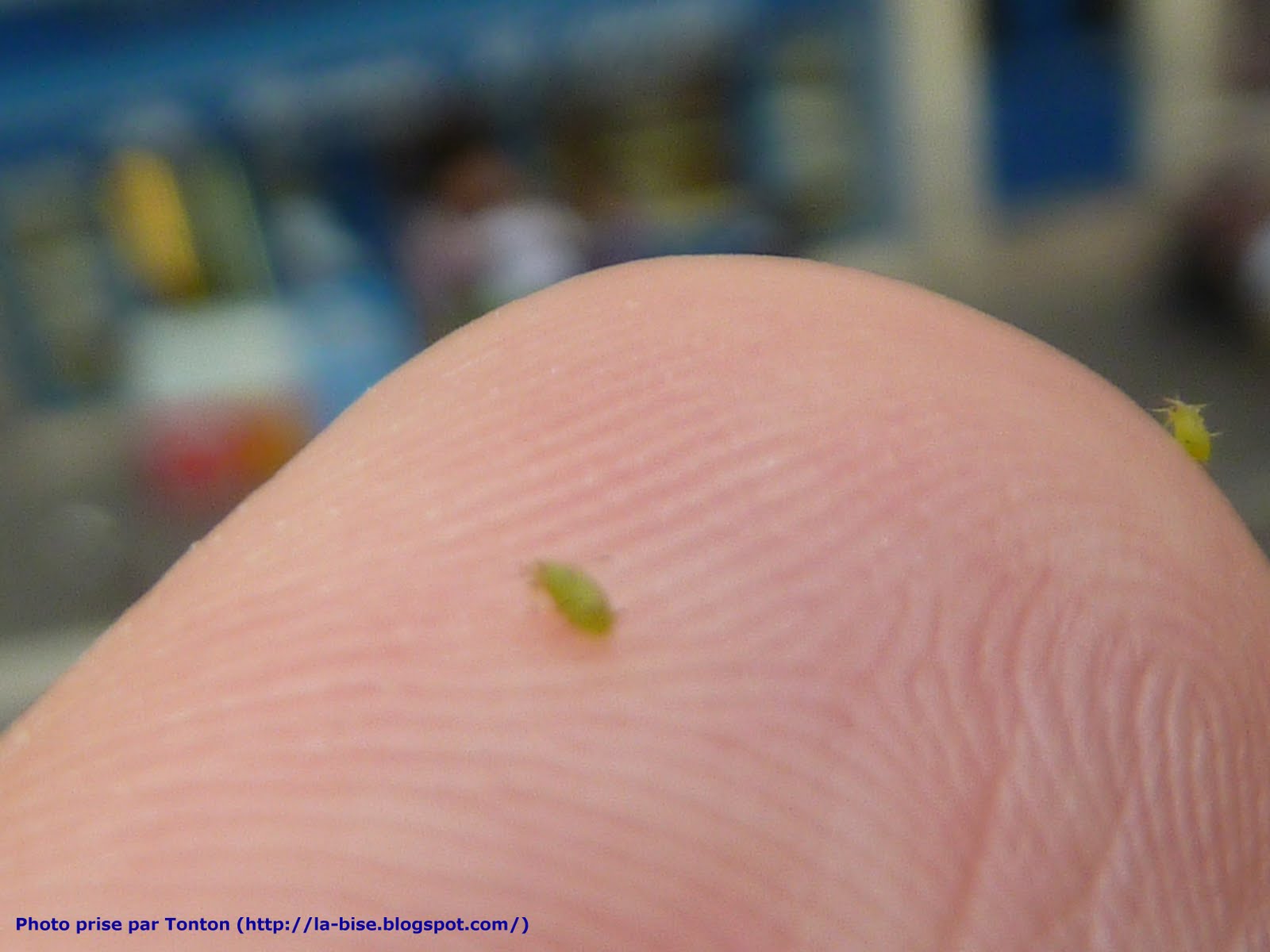 La bise à Tonton: Ma coriandre a des morpions