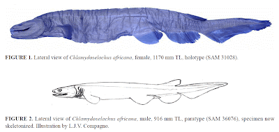 Shark@Taiwan: Chlamydoselachus africana, a new species of frilled shark ...