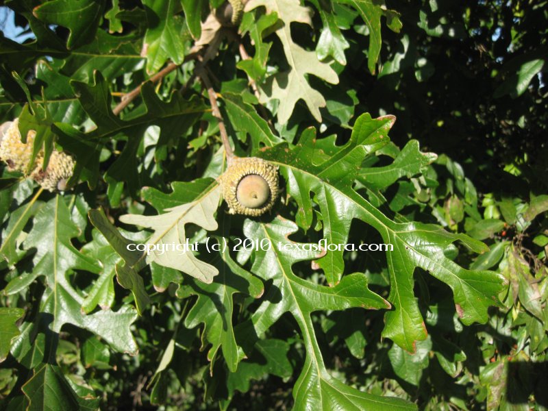 Texas Flora: Bur/Burr Oak (Quercus macrocarpa)