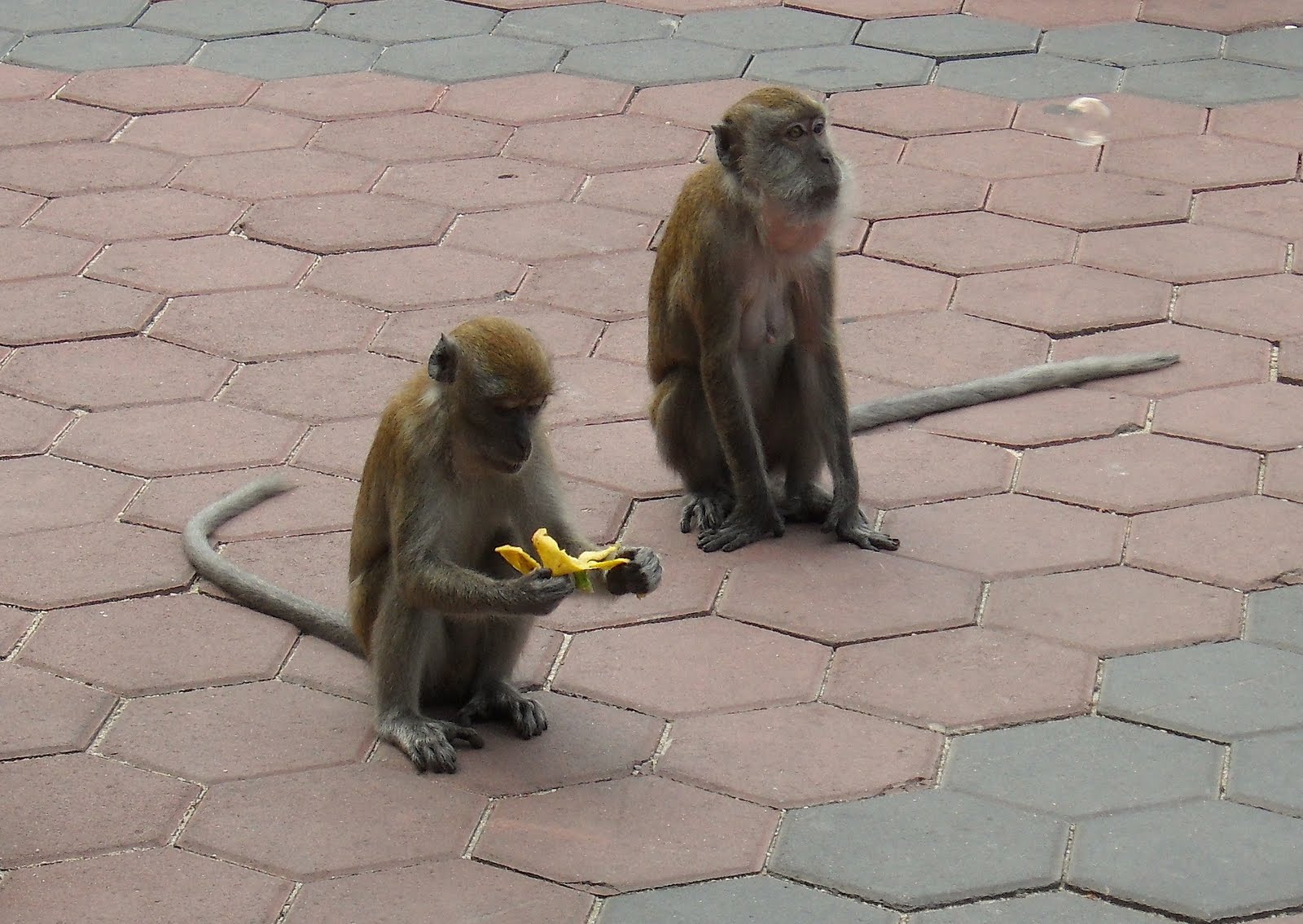 Things to Ponder: Rick's Roadshow: Kuala Lumpur, Malaysia Day 2