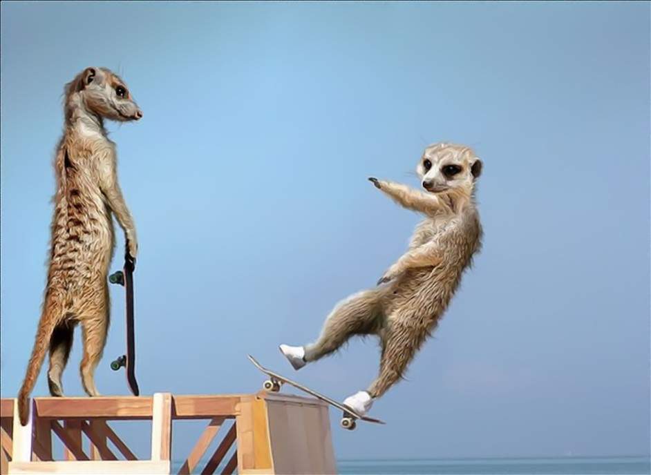 Funny Meerkat Pictures