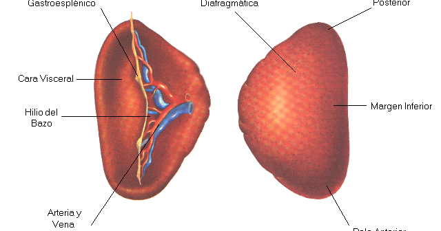 El Cuerpo Humano: Hematies