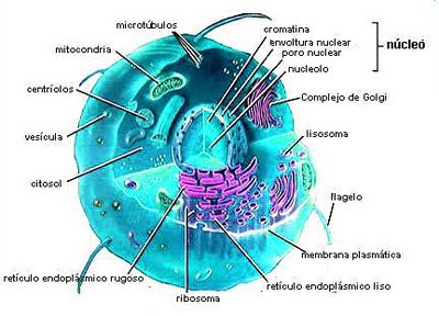 El Cuerpo Humano: La célula: el núcleo