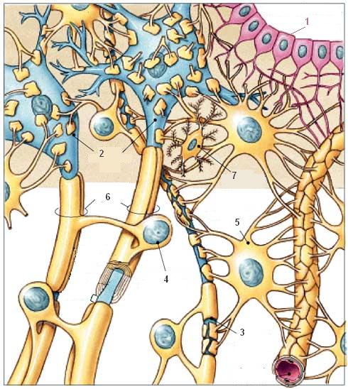 El Cuerpo Humano: Tejido nervioso