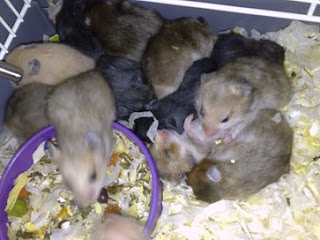 HAMSTERS UNITED: The Beginning: Hamster babies mini journal