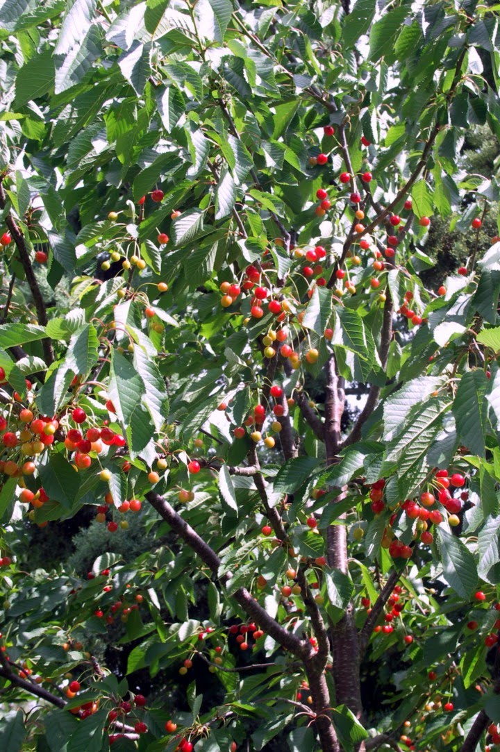 EN-TOLOSAN: La merise ...