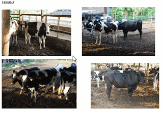 FTS: NEW CATTLE AND GOAT- THAILAND AND AUSTRALIA