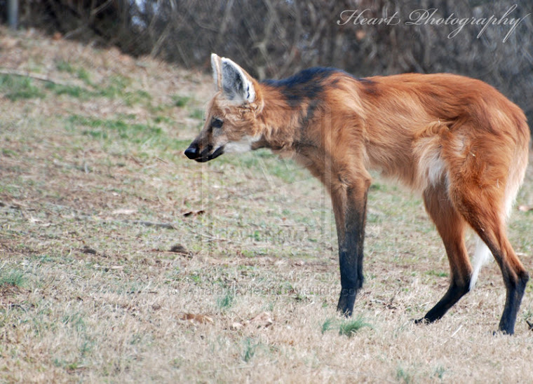 The "Wolfe" Pack's Endangered Species: The Red Wolf