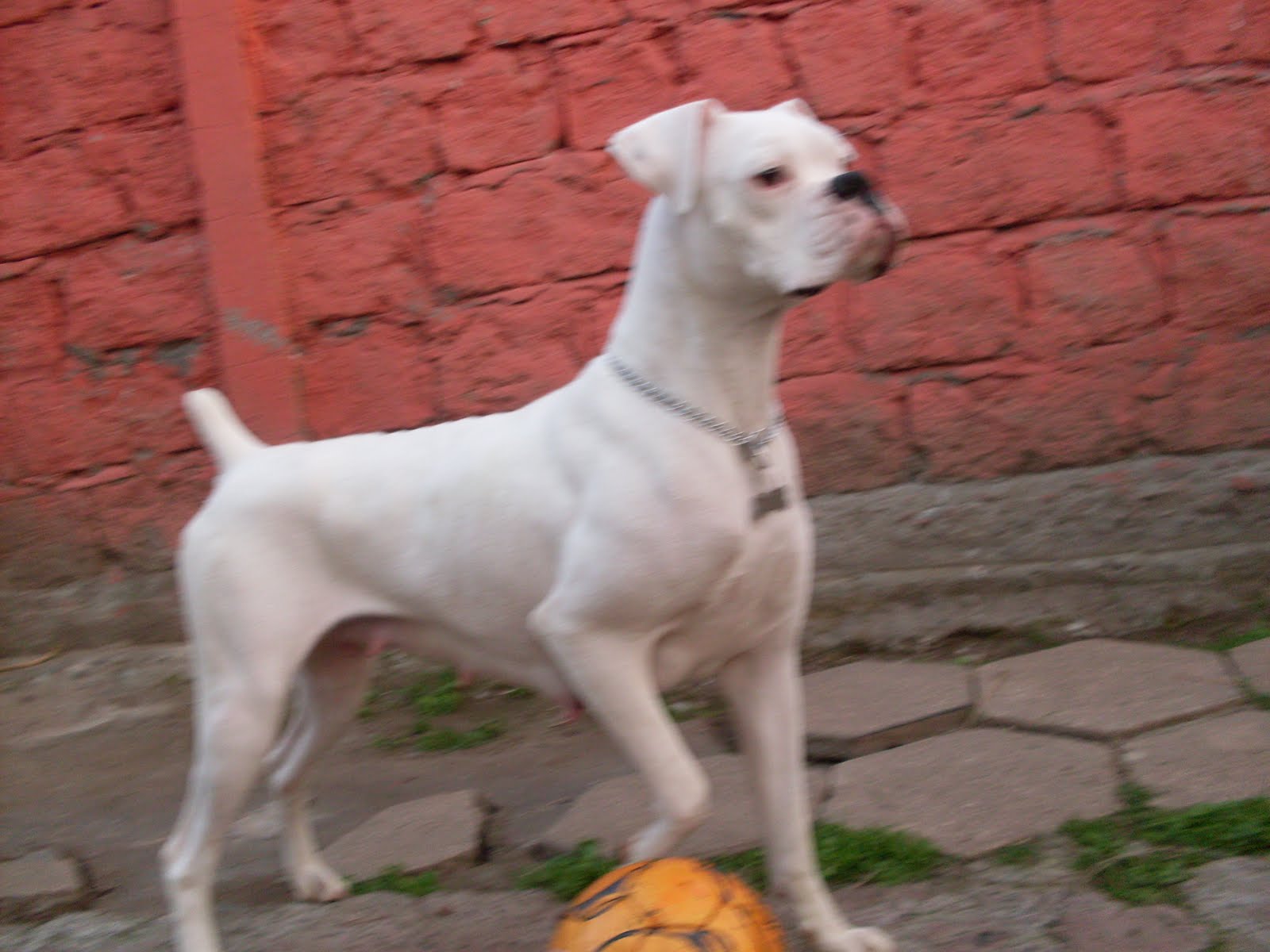 Fotos boxer blanco - Imagui