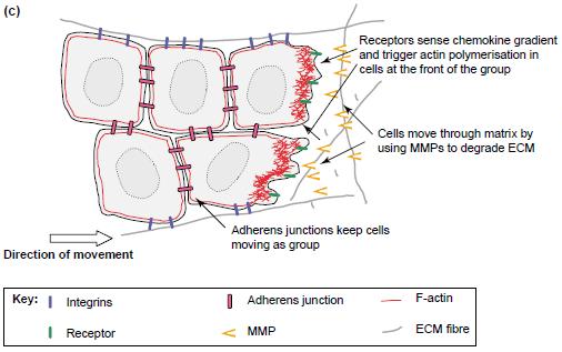 Life of a Lab Rat: Motility of Cancer Cells
