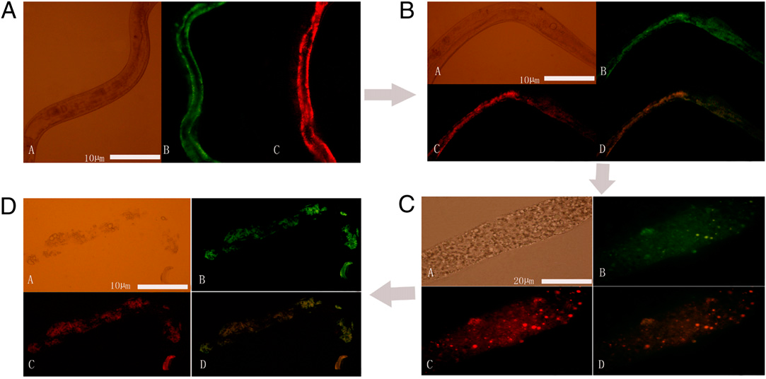 Life of a Lab Rat: August 2010