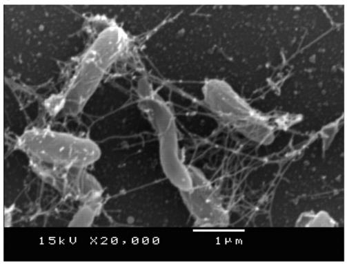 Life of a Lab Rat: Bacteria using bacteria