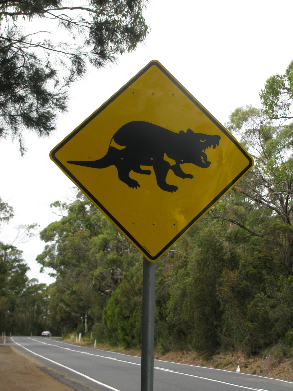 Neduška bloga: Tasmanski vrag