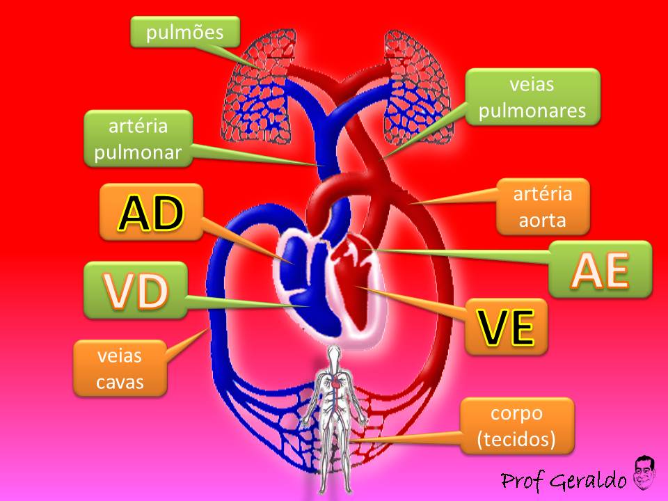 EzoideFisio: Circulação