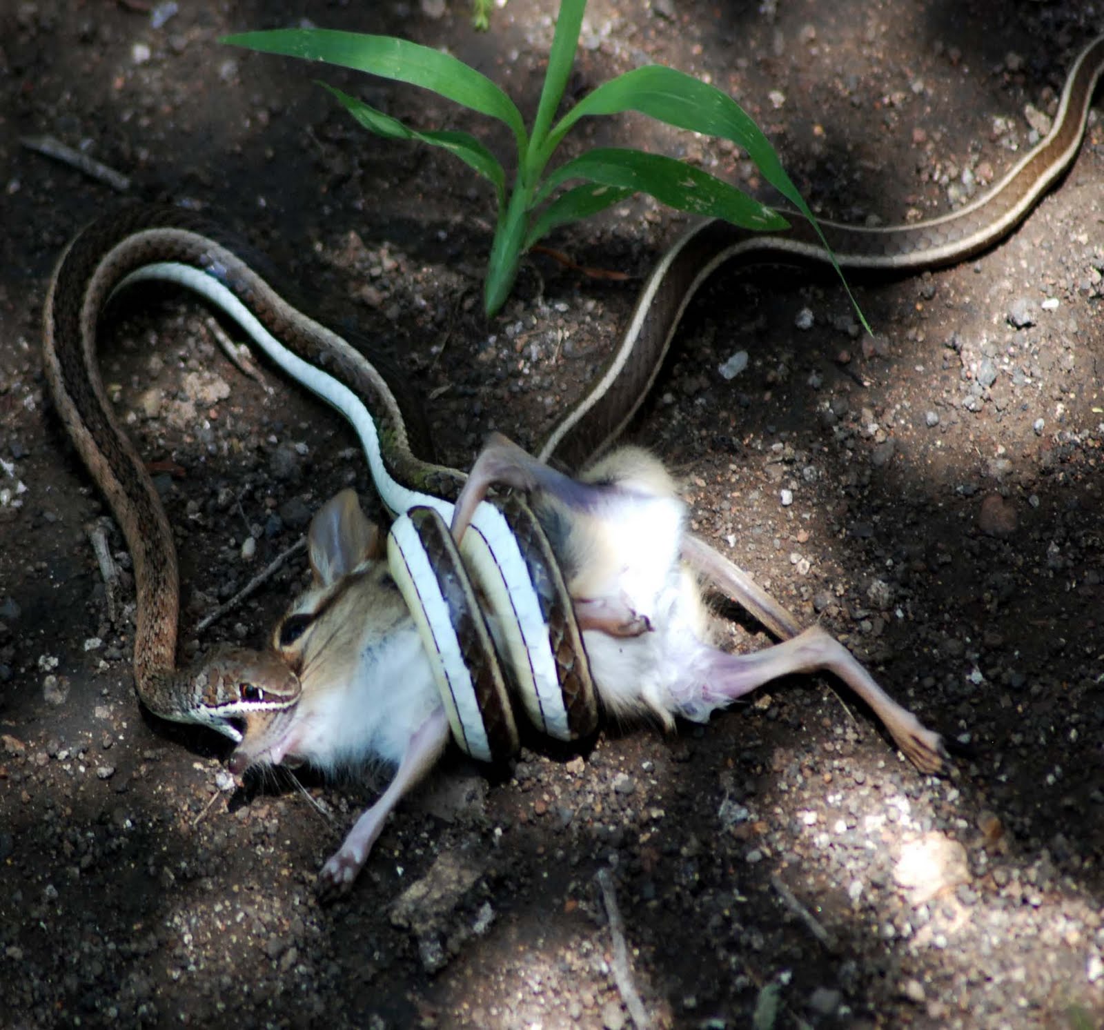 EcoTraining Blog: Stripe bellied sand snake