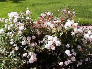 McDonald Mansion, Santa Rosa, CA: McDonald Mansion,