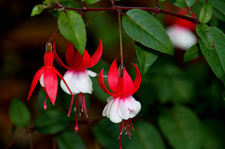 McDonald Mansion, Santa Rosa, CA