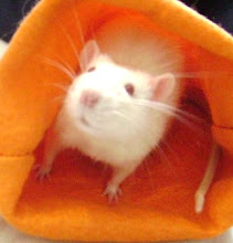 Rattus rattus - Rattus norvegicus: MACHO X FÊMEA - como diferenciar?