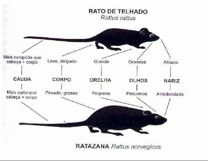 Rattus rattus - Rattus norvegicus