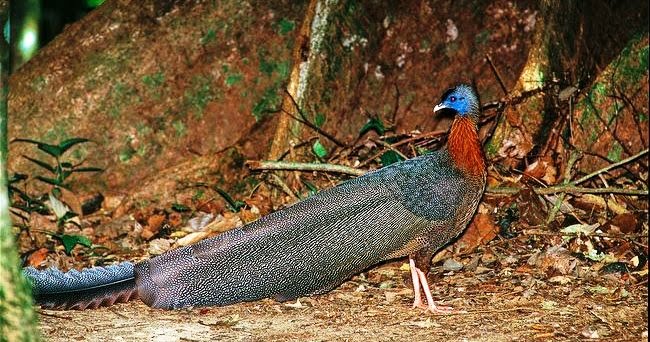 Eden Garden...The place where Nature Originated.: Double-banded Argus...