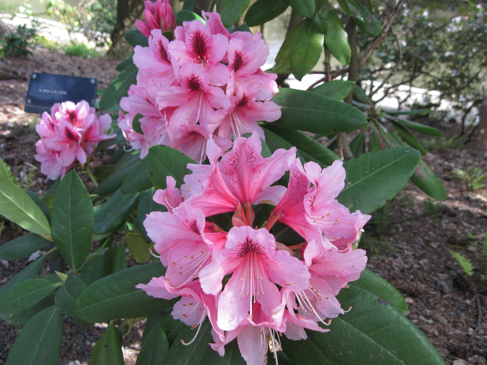 The Schramm Journey: Crystal Springs Rhododendron Gardens- Portland