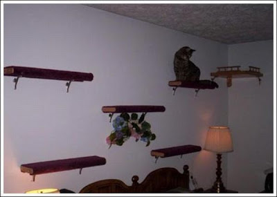 Just Cool Pics: Cat's Walkway