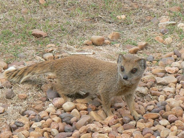 St Francis Daily Photo: Friendly Mongoose
