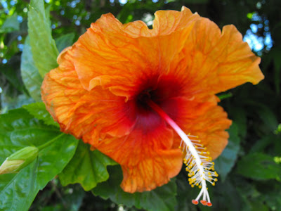 Tahiti - Fenua: Les fleurs de Tahiti