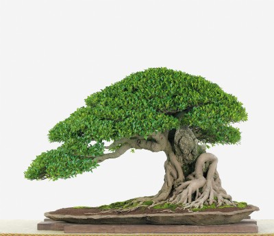 BONSAI PERAWANG: GAMBAR BONSAI