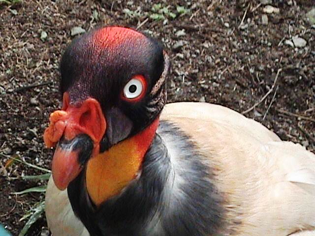 LA BIODIVERSIDAD DEL ECUADOR: CLASIFICACIÓN DE FAUNA