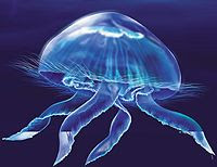 Blog de Ciências: Cnidarios