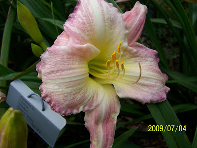 Todaylily: Striped Daylilies: Pink Stripes, Peppermint Ice