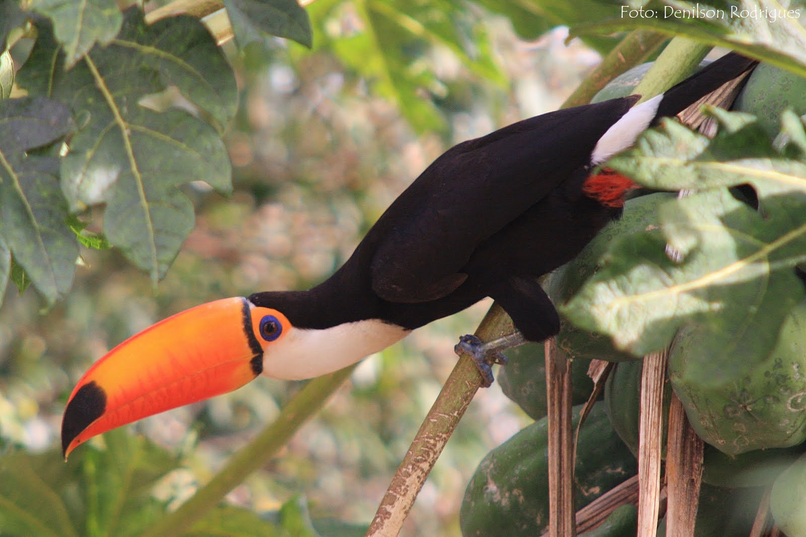 Denilson Rodrigues - Repórter Fotográfico DRT 713/MS: Tucano