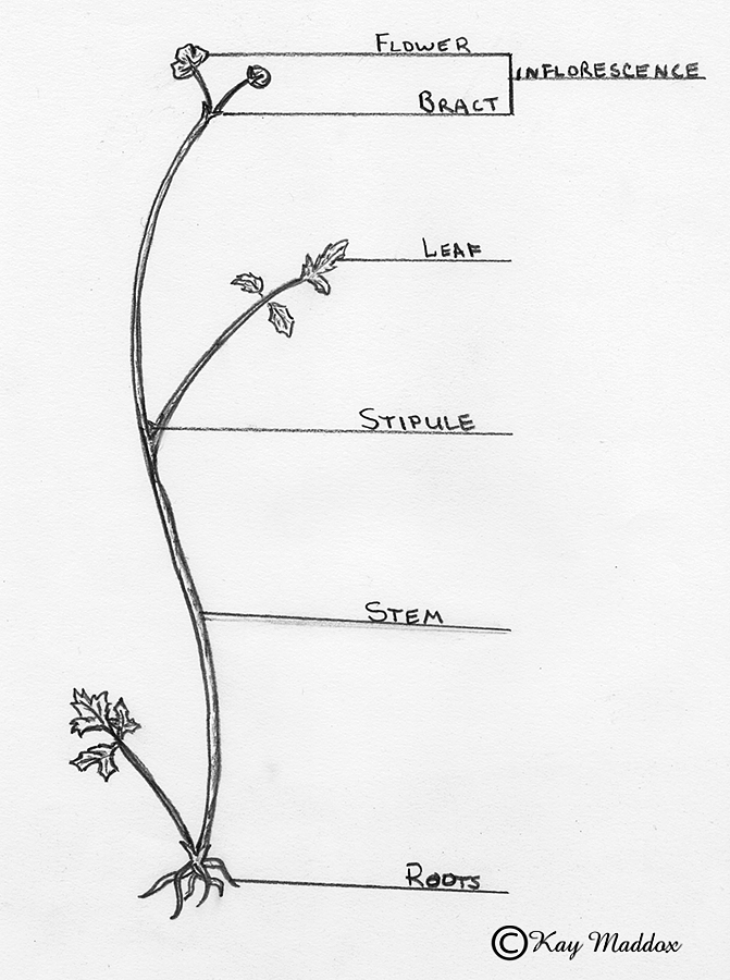 The Dandelion Appreciation Society: Botany / Taxonomy