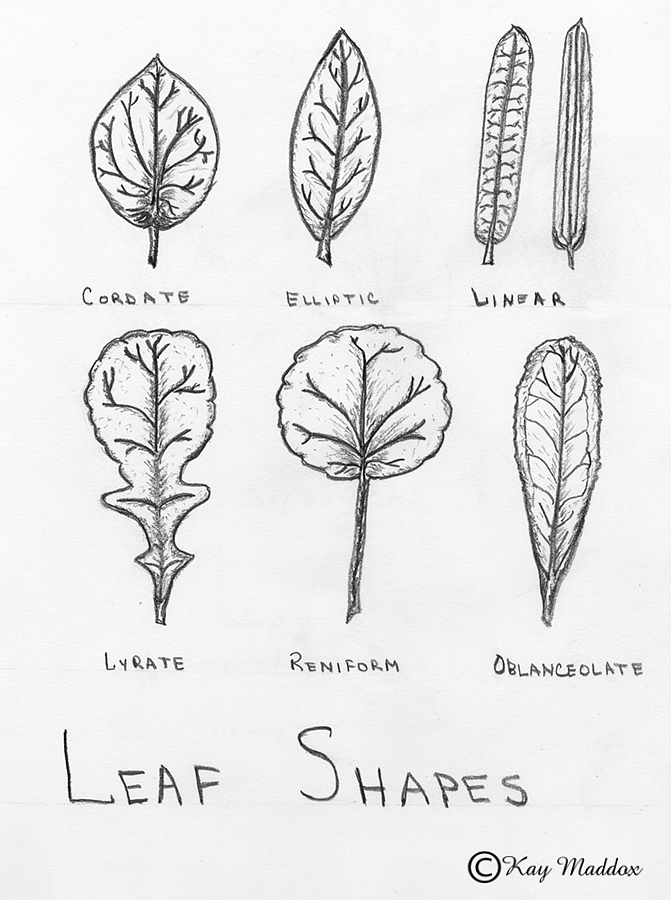 The Dandelion Appreciation Society: Botany / Taxonomy