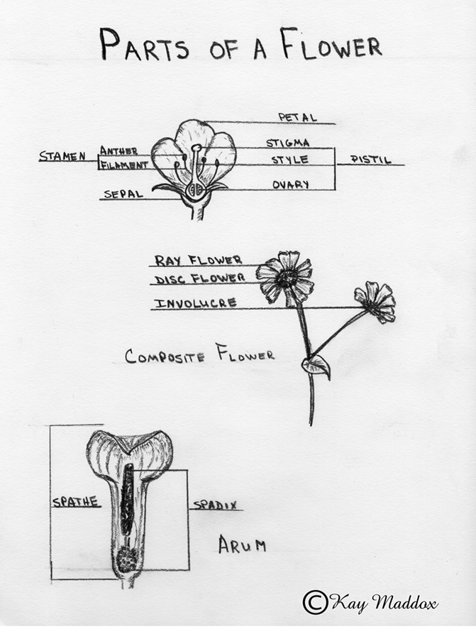 The Dandelion Appreciation Society: Botany / Taxonomy