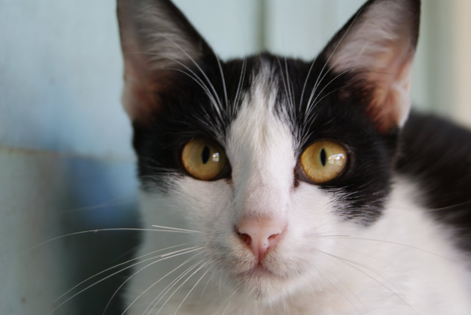 Kumpulan Kucing Nakal Imut