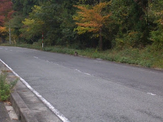 Green Grass and Blue Sky: Lake Biwa Camping