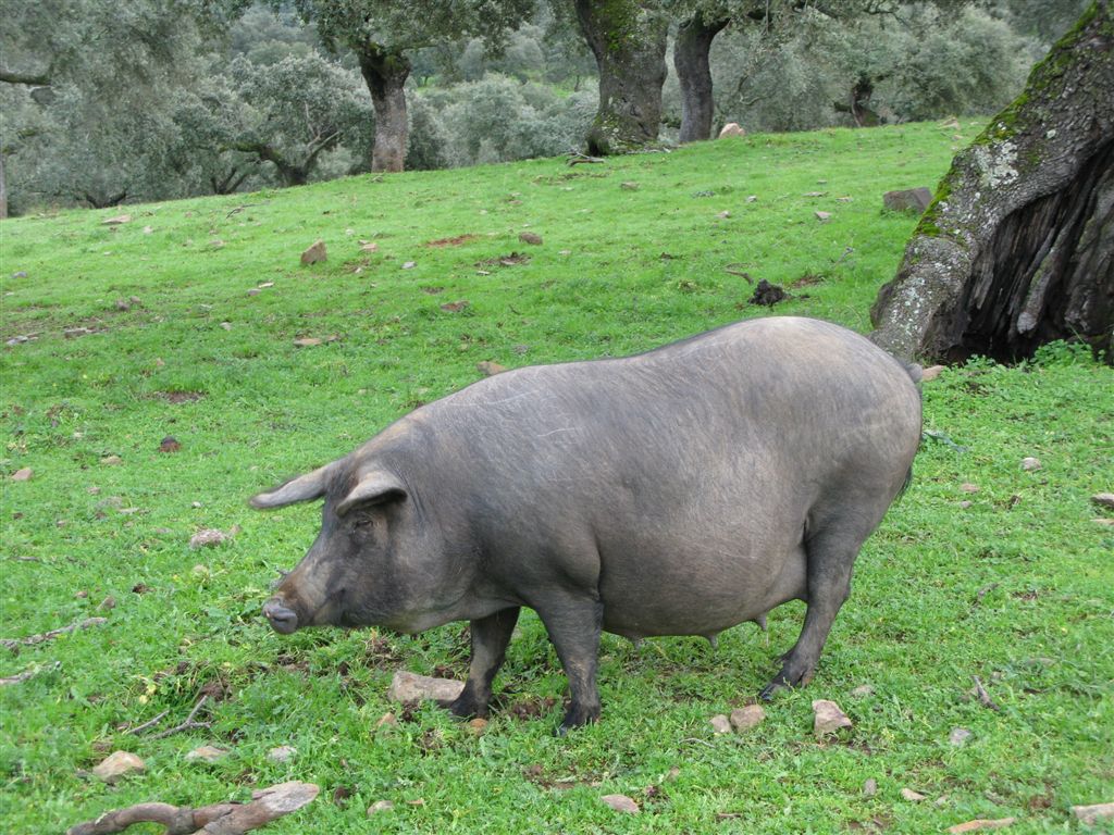 DEHESA MIGALINDA: Disfrutando como cochinos