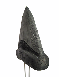 SCP: Megalodon -360 Shots
