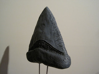 SCP: Megalodon - Recreating The Tooth