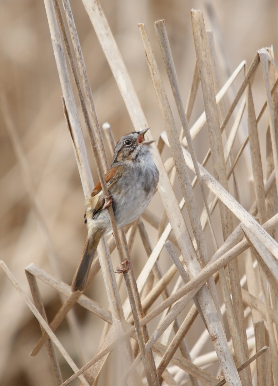 Nature Works Photography: Tiny Marsh birds,May,7/10