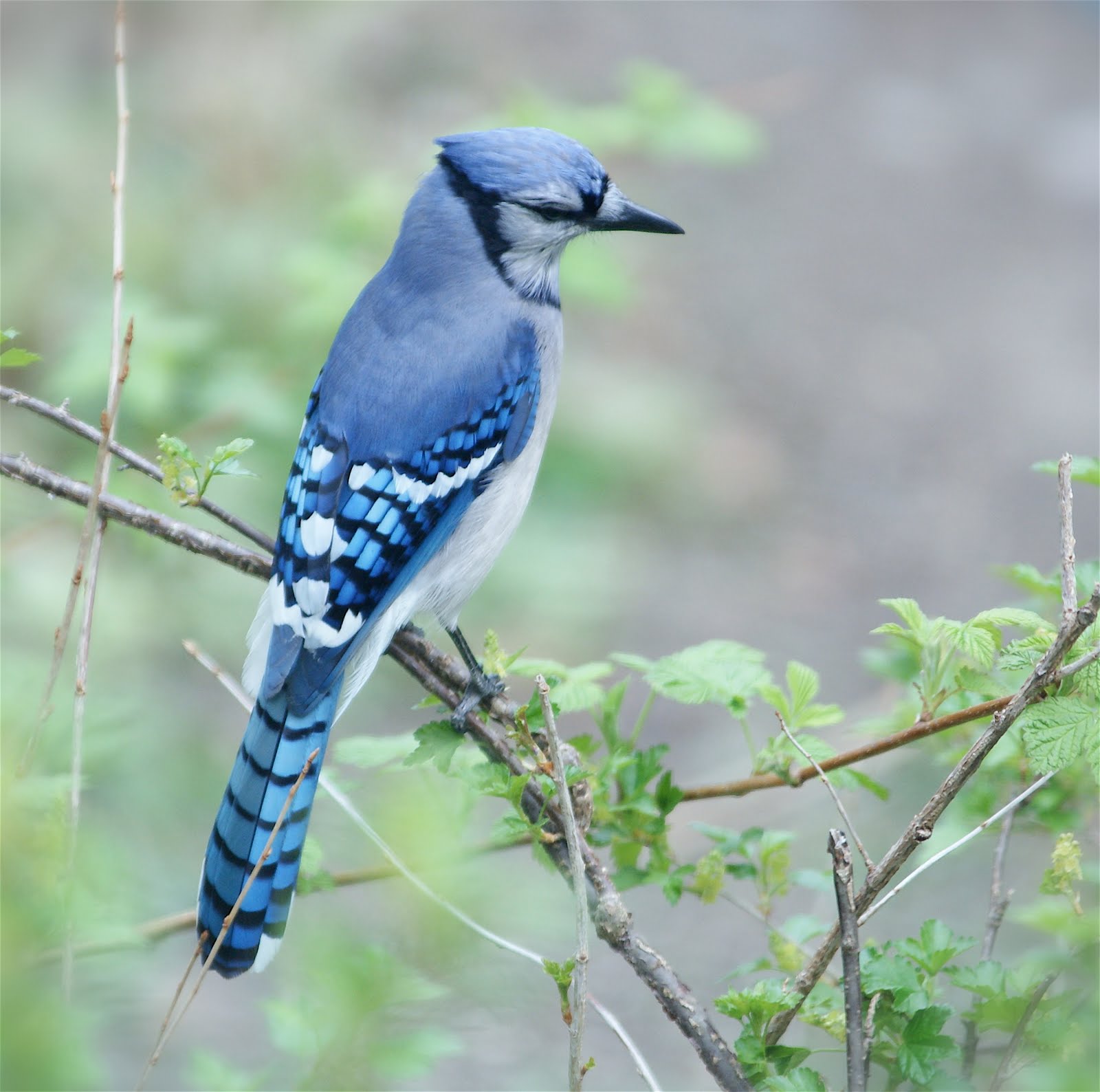 Nature Works Photography: Blue Jay frenzy