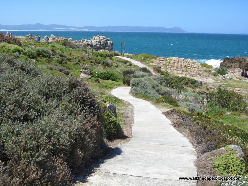 Walking the Cape: Hermanus: Cliff Path - West