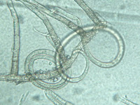 MICOLOGIA PANAMENSIS: NOTAS MICOLOGICAS (13). OBSERVACIONES SOBRE EL ...