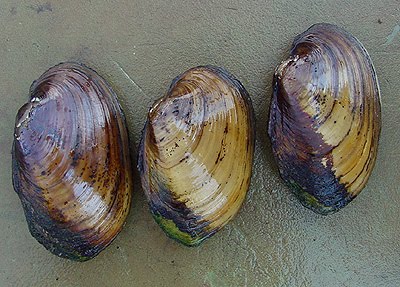 THE SMALL SCIENCE COLLECTIVE: Deep Dive: Exploring the Mussel Tussle