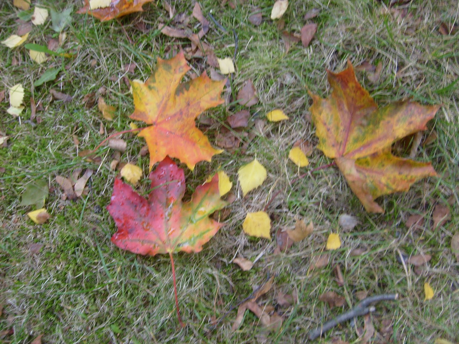 Taidetta ja romantiikkaa: Syksyn lehti, maahan ehti.
